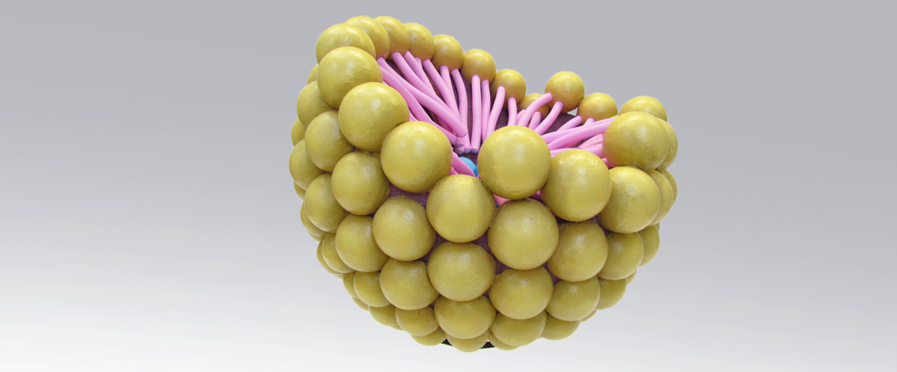 Micelle model - Model Makers Bristol / Amalgam Model Making