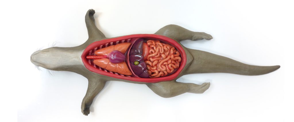 Anatomic Interactive Model Otter - Model Makers Bristol / Amalgam Model ...