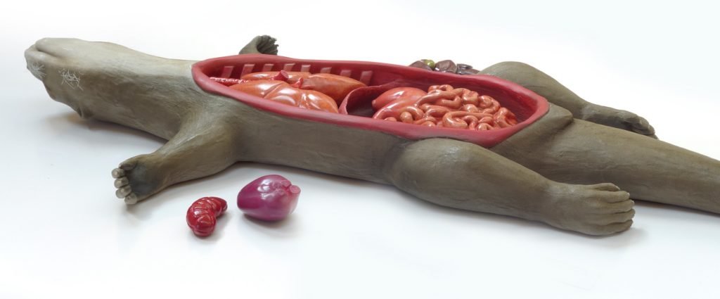 Anatomic Interactive Model Otter - Model Makers Bristol / Amalgam Model ...